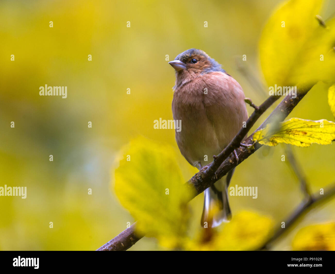 Guest birds hi-res stock photography and images - Alamy