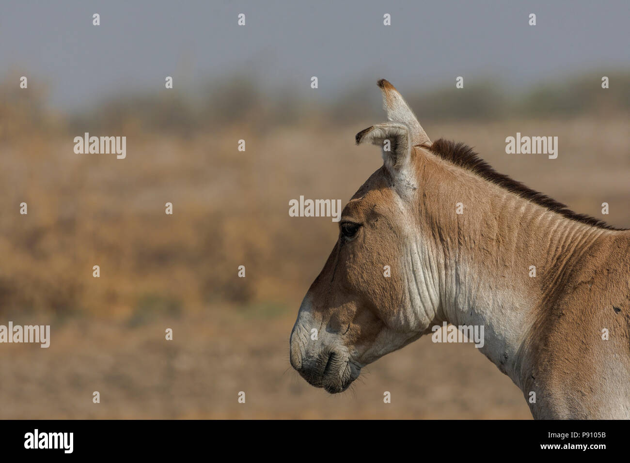 Indian Wild Ass (Equus hemionus khur) also called the Ghudkhur, Khur or ...