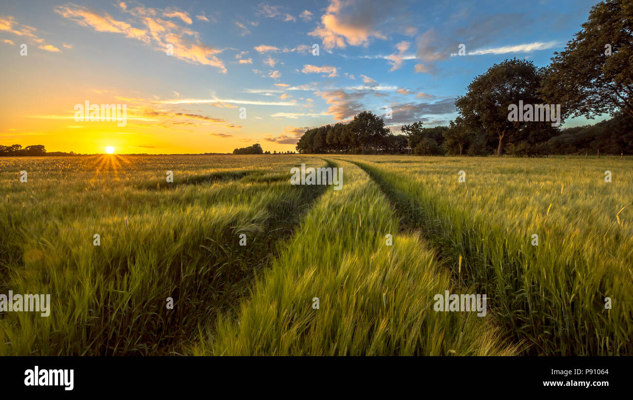 Tractor Track through Wheat field at sunset on Dutch countryside Stock ...