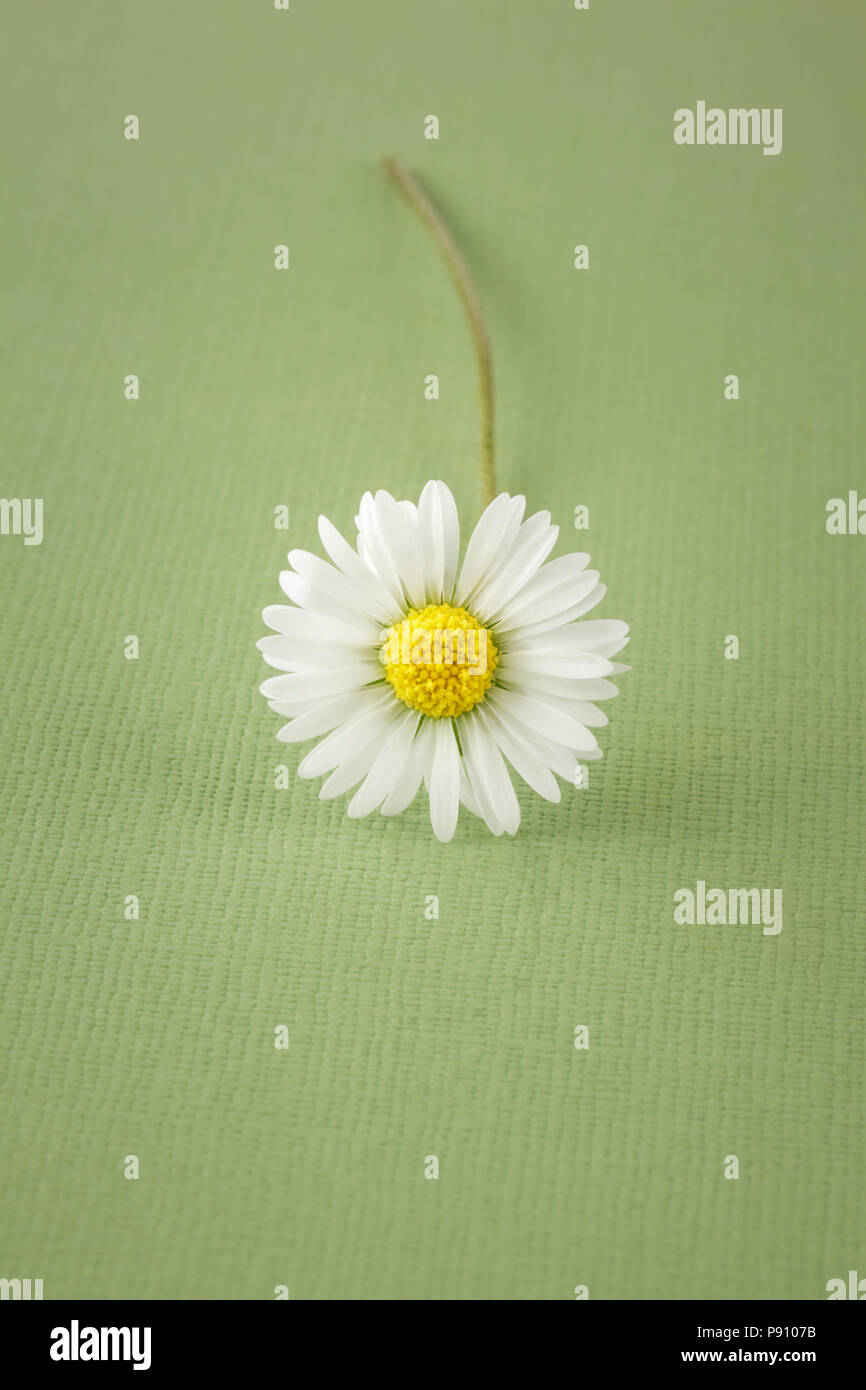 Tiny daisy hi-res stock photography and images - Alamy