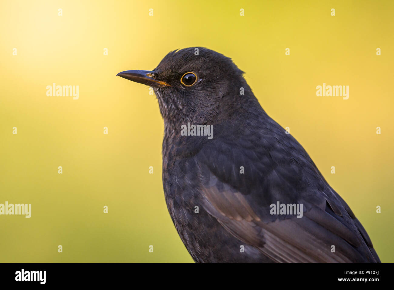 Wildlife eye europe hi-res stock photography and images - Alamy