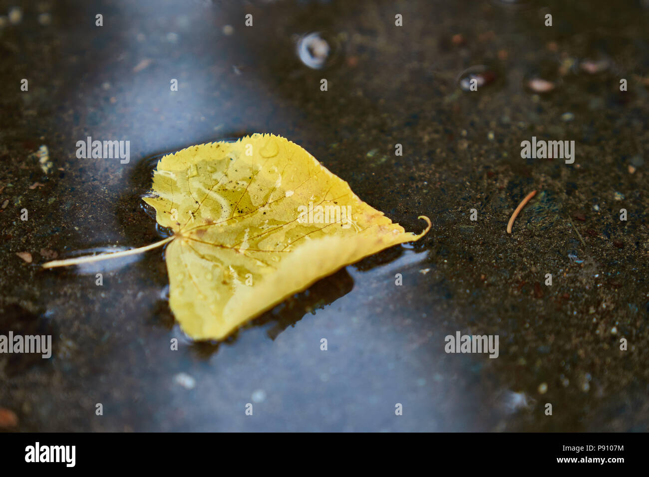Yellow tree leaf floating in puddle after rain Stock Photo - Alamy