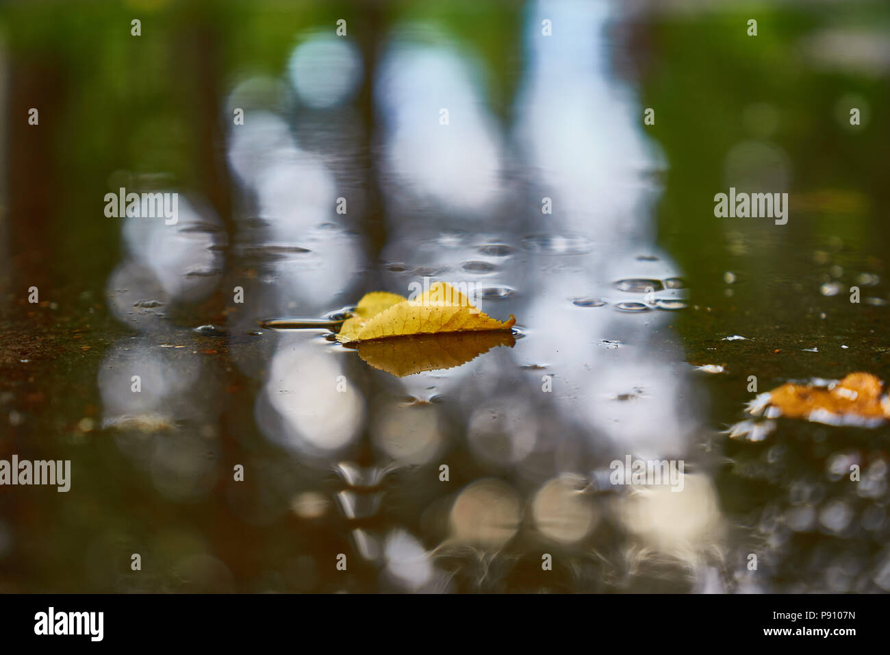 Yellow tree leaf floating in puddle after rain Stock Photo - Alamy