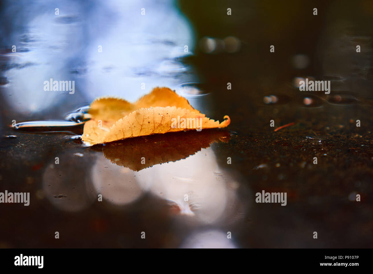 Yellow tree leaf floating in puddle after rain Stock Photo - Alamy