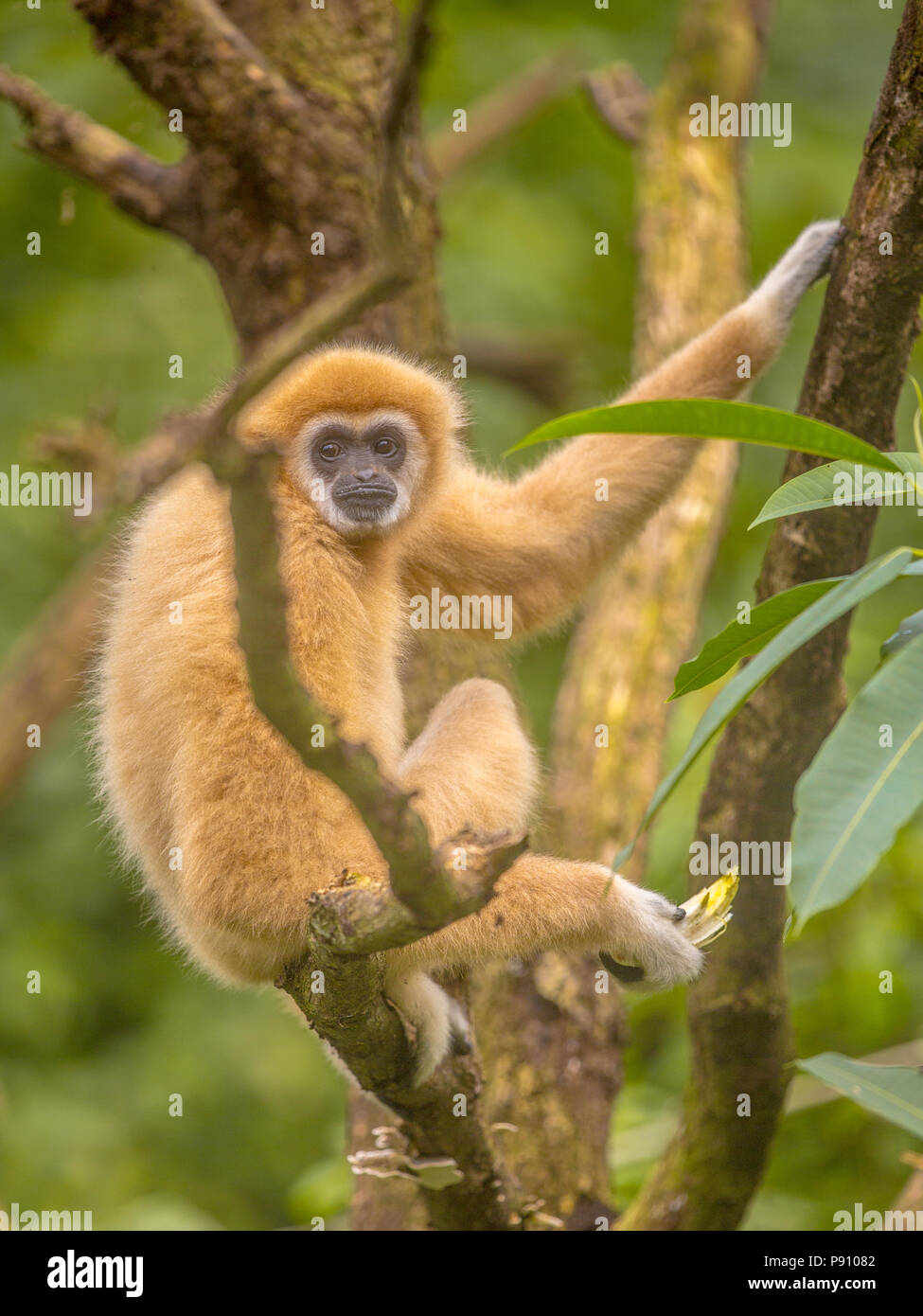Lar gibbon (Hylobates lar), also known as the white-handed gibbon ...