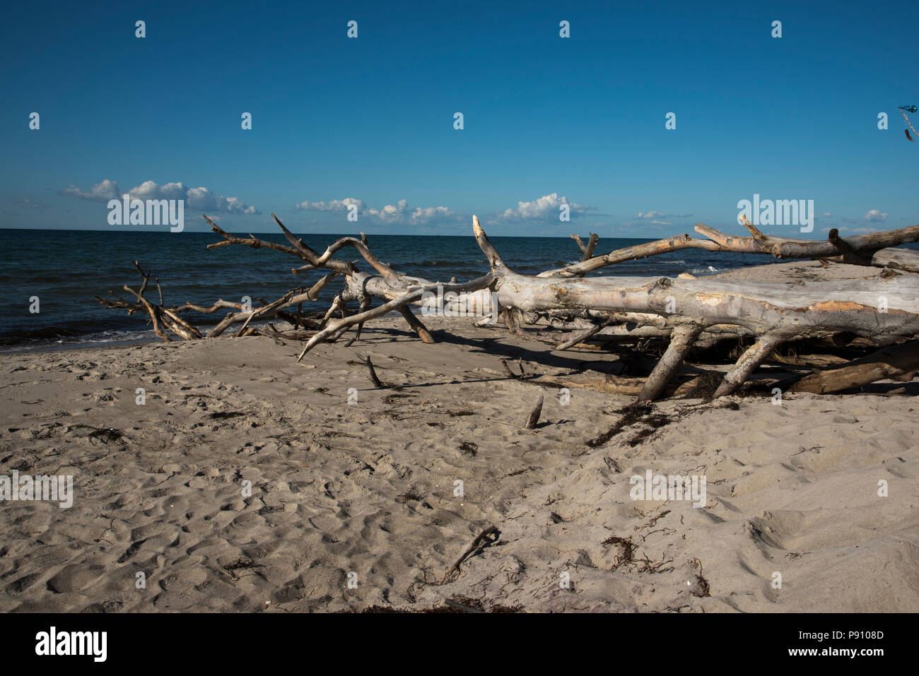 There is a sandy beach at the West coast of Darß peninsula in ...