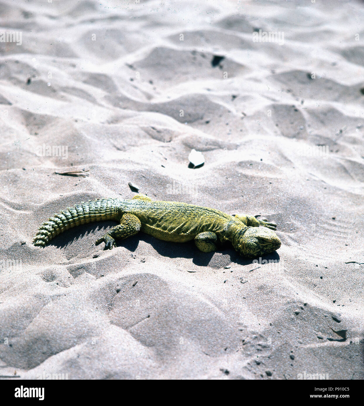 Green lizard lying or basking in the fine sand on a beach.out in the ...
