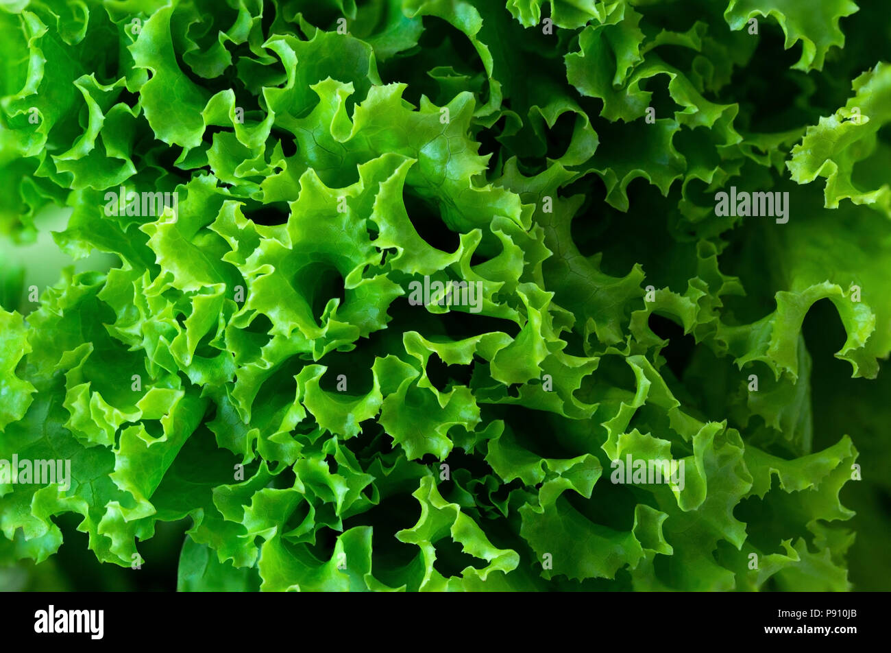 Food background concept with closeup fresh and green lettuce Stock ...