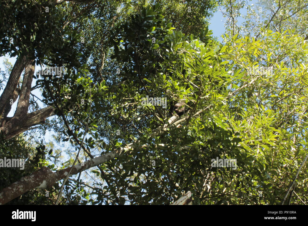 Estrada das Canoas - Sao Conrado - Rio de Janeiro Stock Photo - Alamy