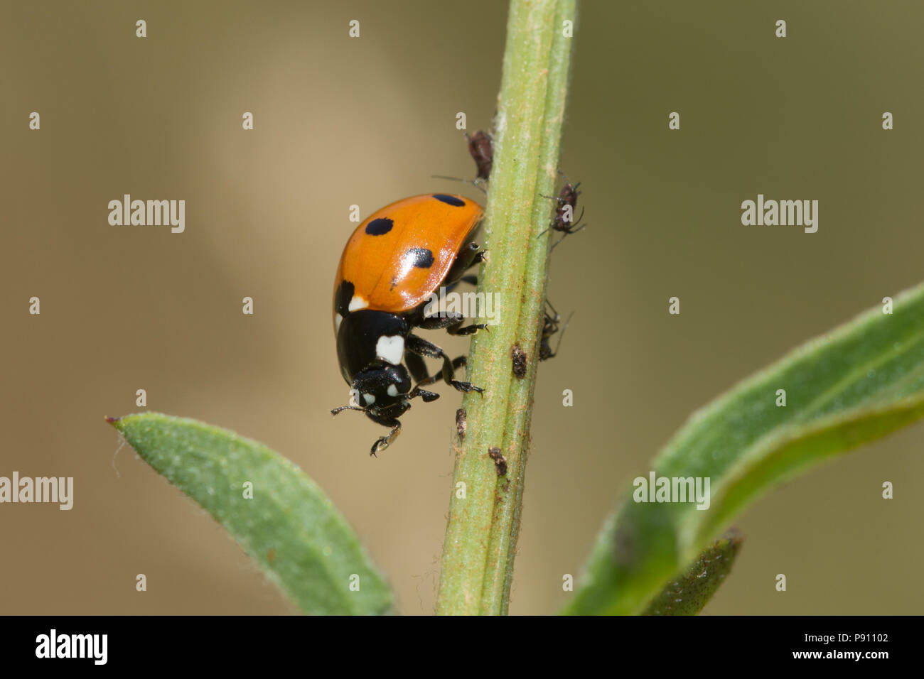 Seven spot ladybird (Coccinella septempunctata) on a plant stem with ...