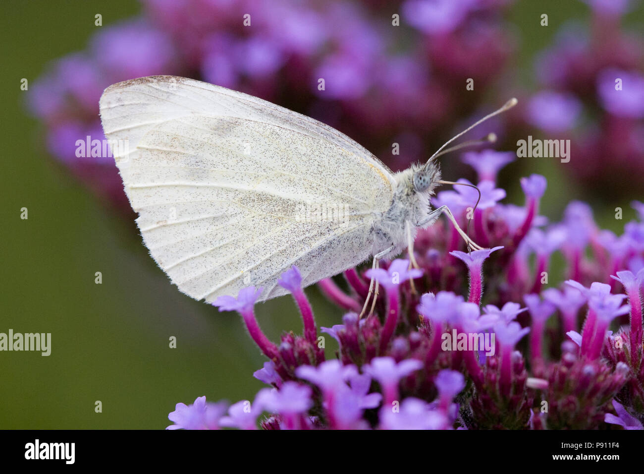 small white butterfly, Pieris rapae, UK Stock Photo - Alamy