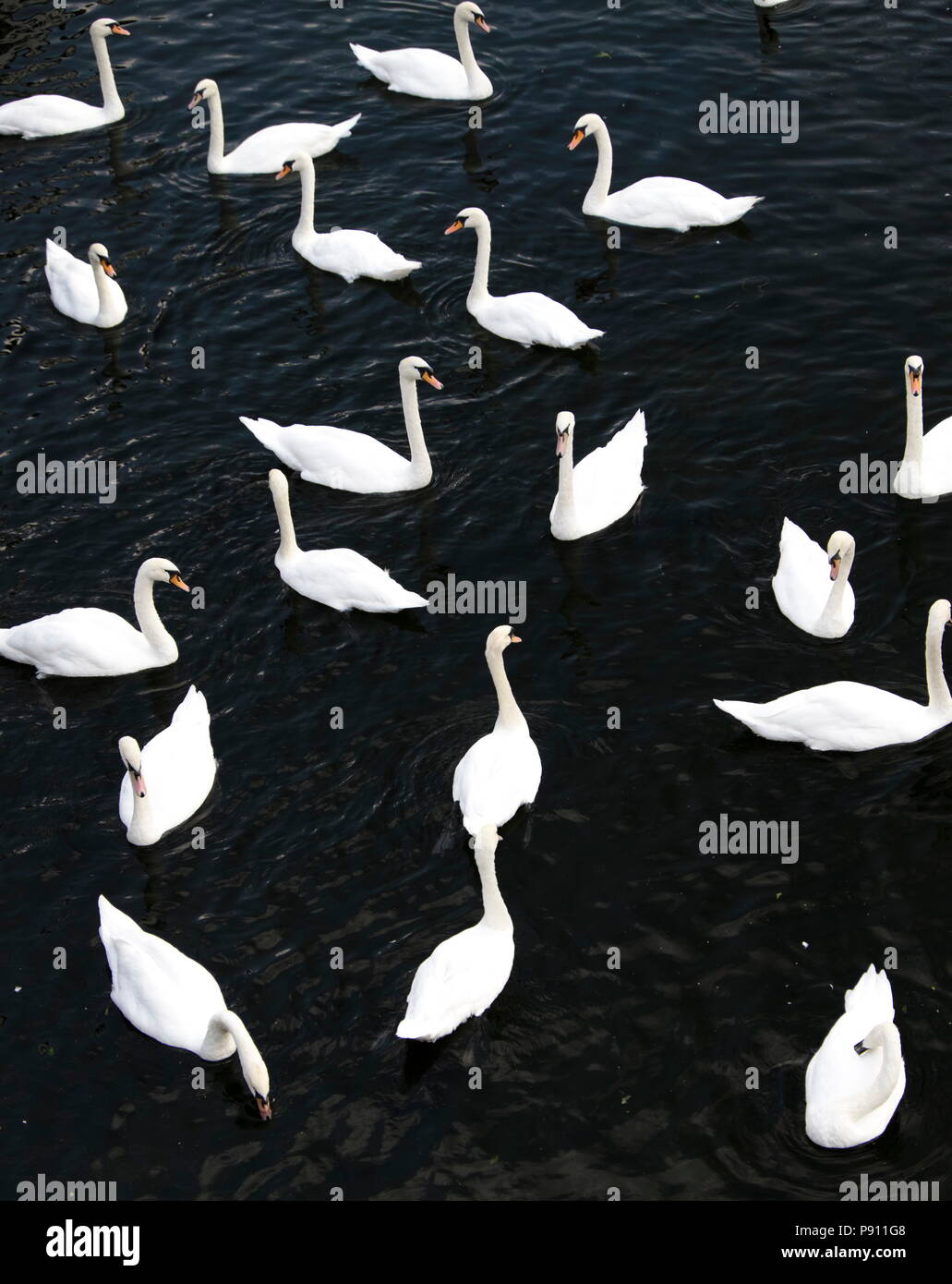 Swan pattern hi-res stock photography and images - Alamy
