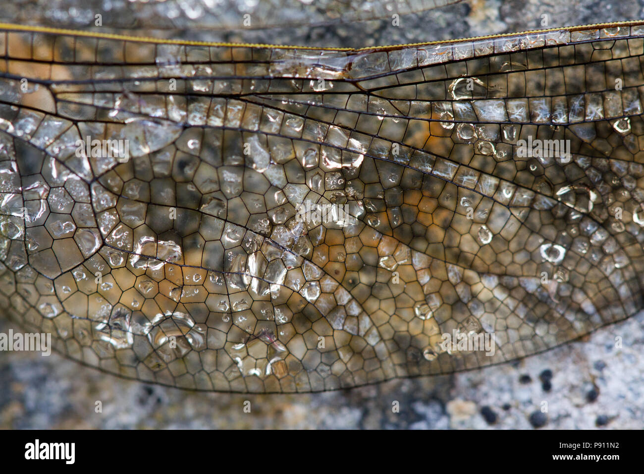 Close up of the wings of an Azure Hawker Dragonfly, Aeshna caerulea ...