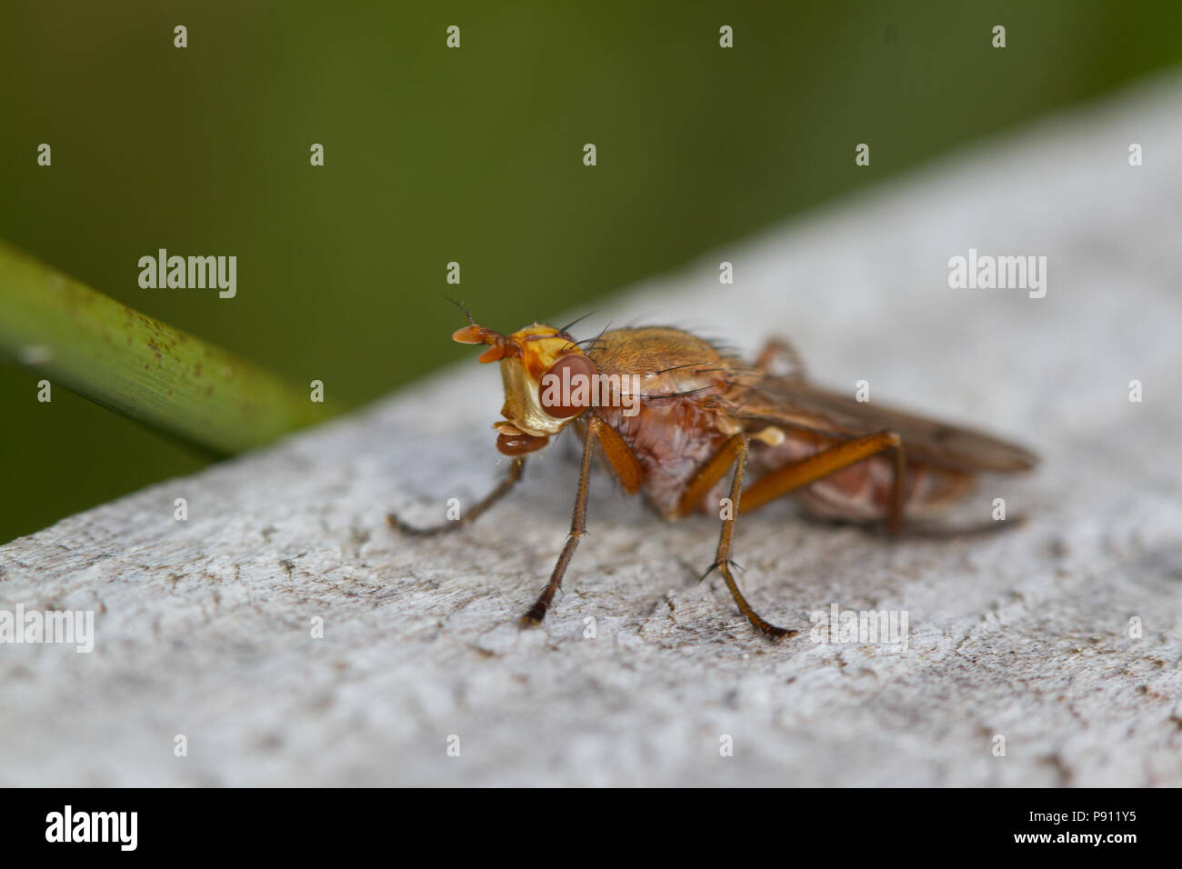 Family sciomyzidae hi-res stock photography and images - Alamy
