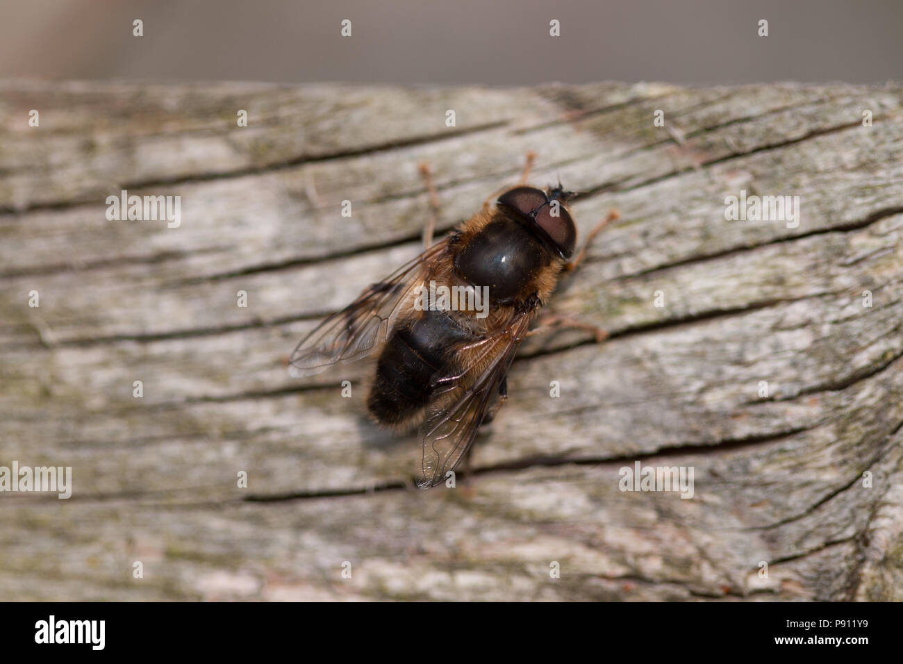 Hoverfly identification hi-res stock photography and images - Alamy