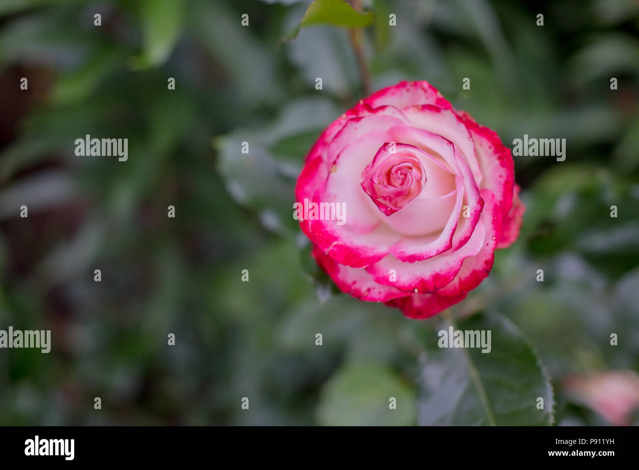 Unusual variety of variegated red and yellow rose flower with closely ...