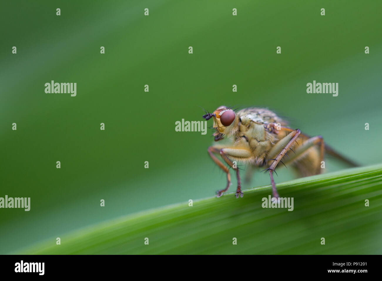 Dung fly uk hi-res stock photography and images - Alamy
