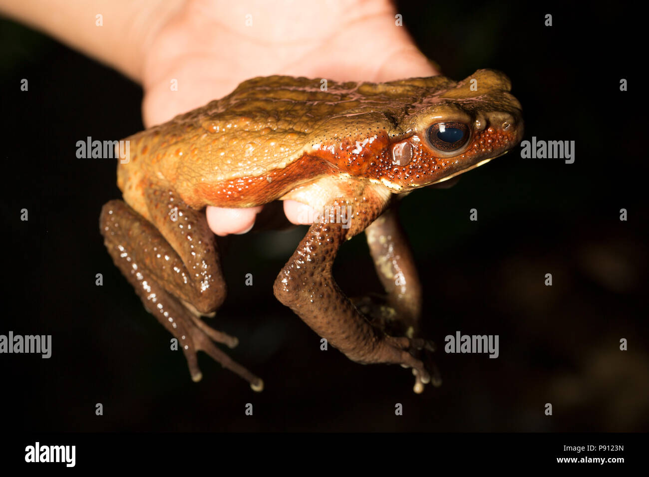 Biodiversity rainforest hi-res stock photography and images - Alamy