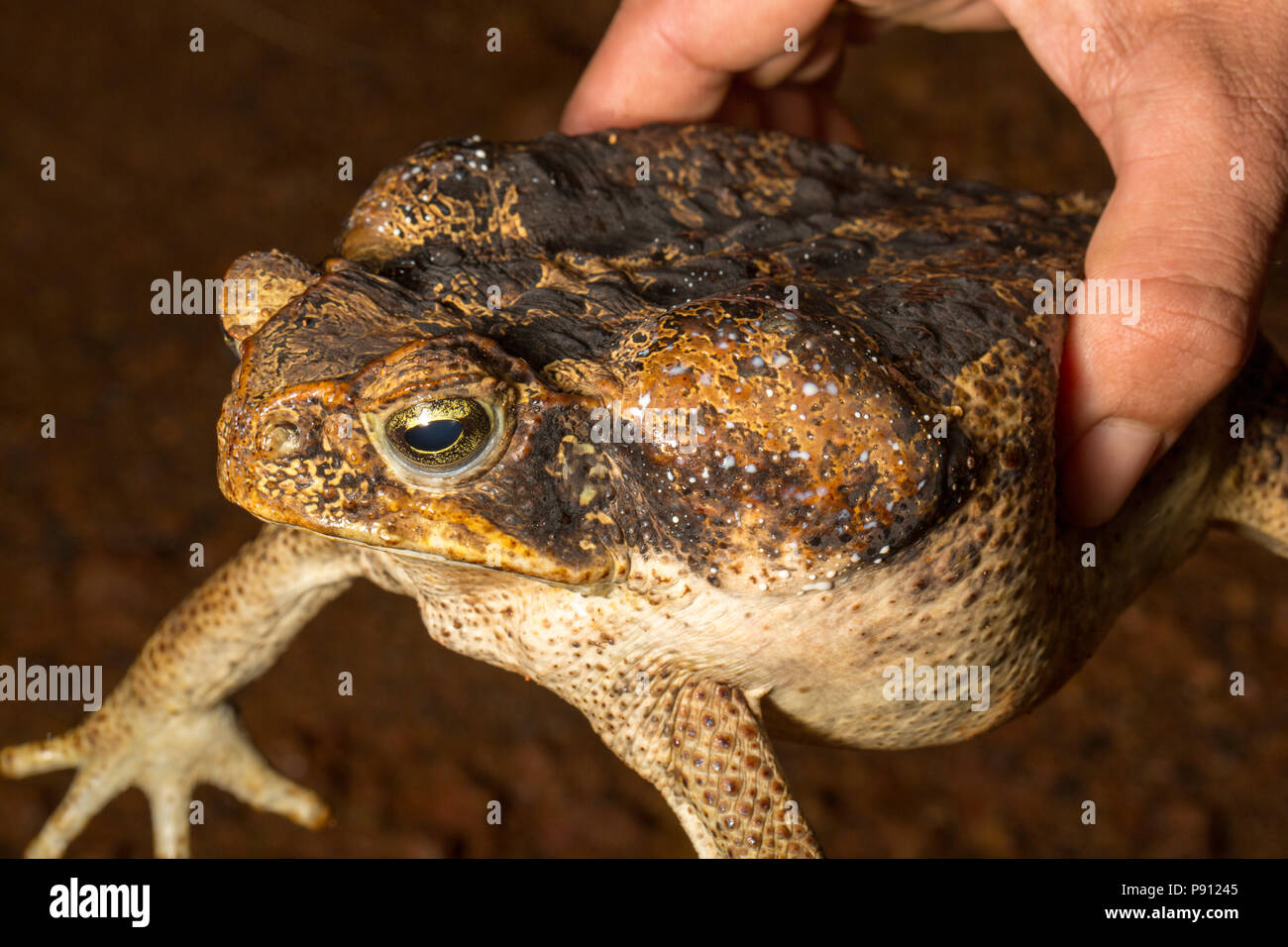 Bufo marina hi-res stock photography and images - Alamy
