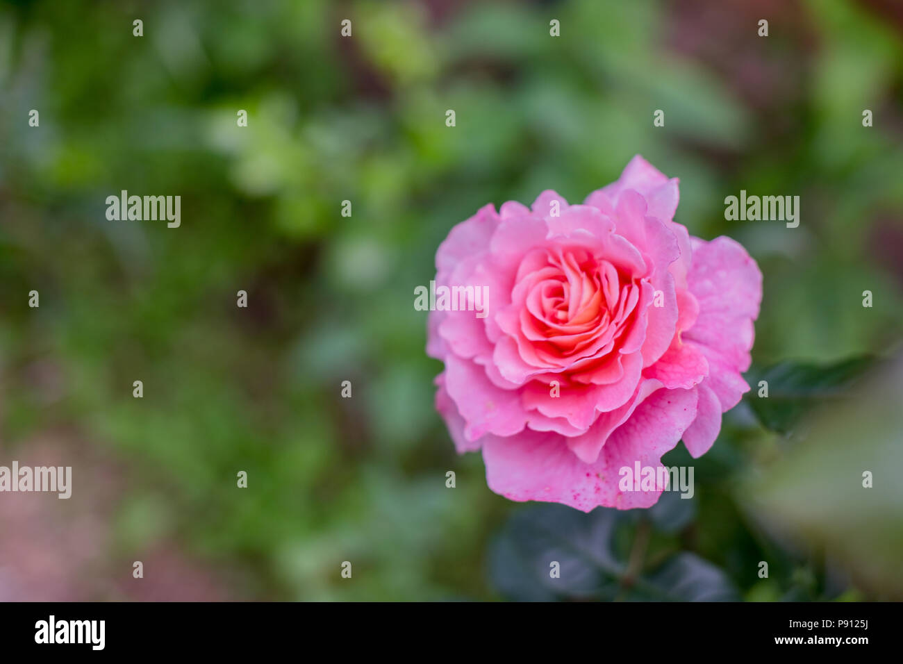 pink rose flower on white background.flowers on the rose bush in flower ...