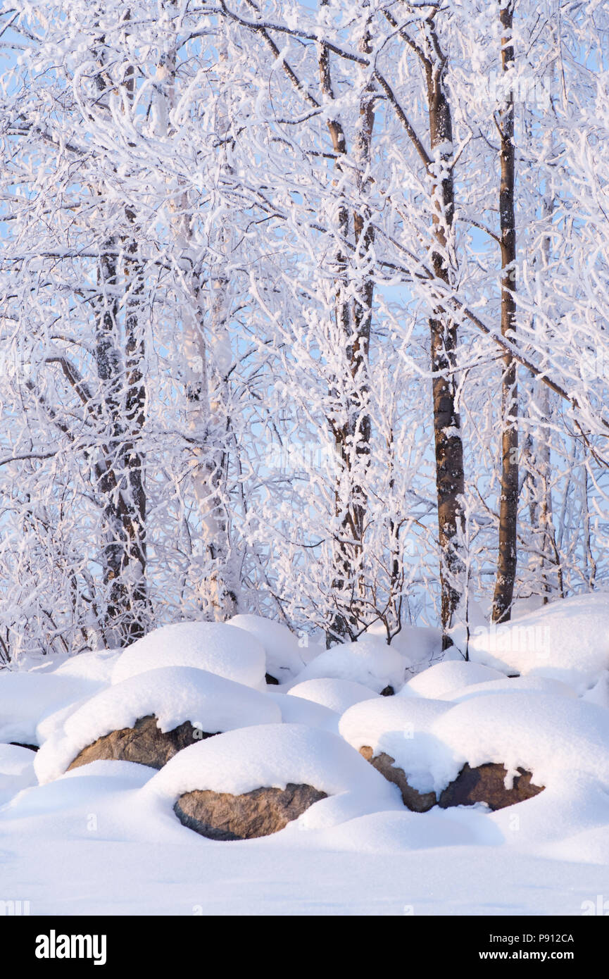 Frost covering on trees hi-res stock photography and images - Alamy