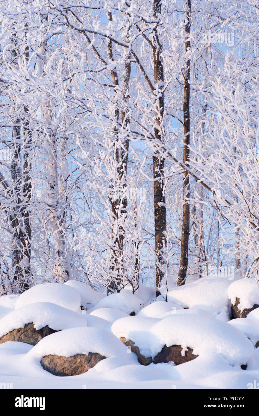 Fresh snow on fallen trees hi-res stock photography and images - Alamy