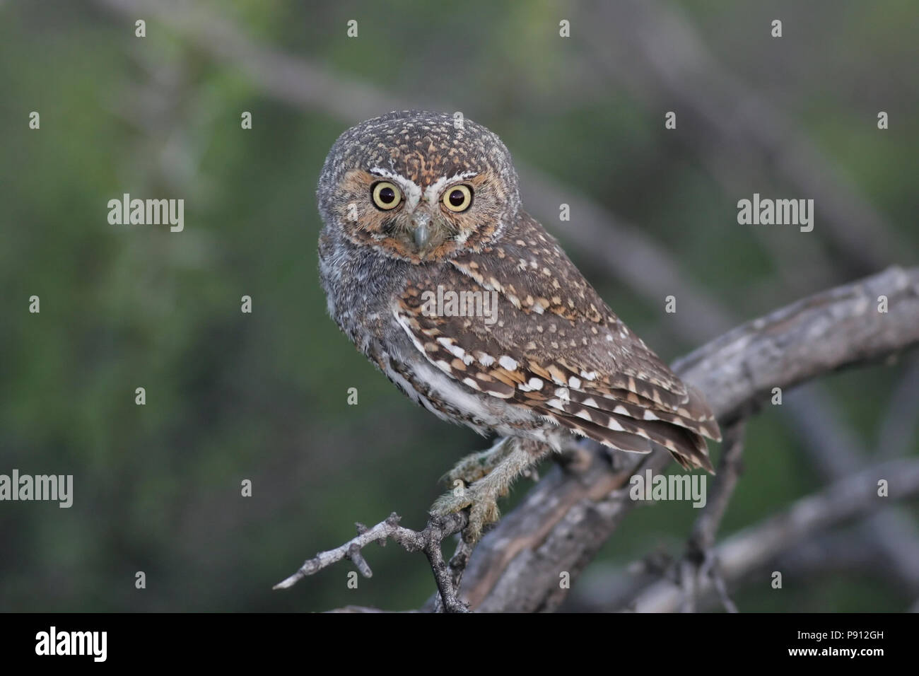 Elf owl sonoran desert hi-res stock photography and images - Alamy