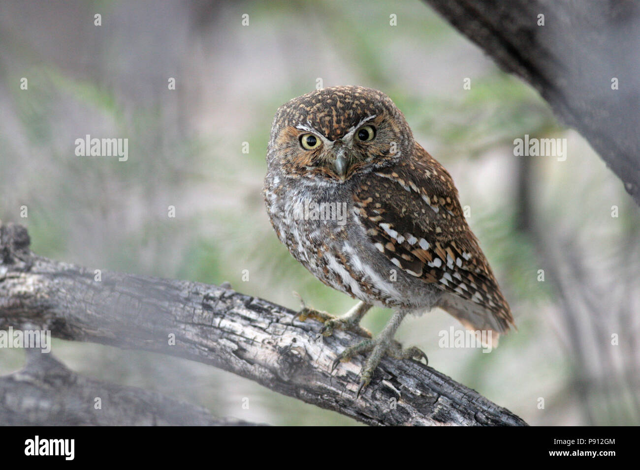 Elf owl hi-res stock photography and images - Alamy