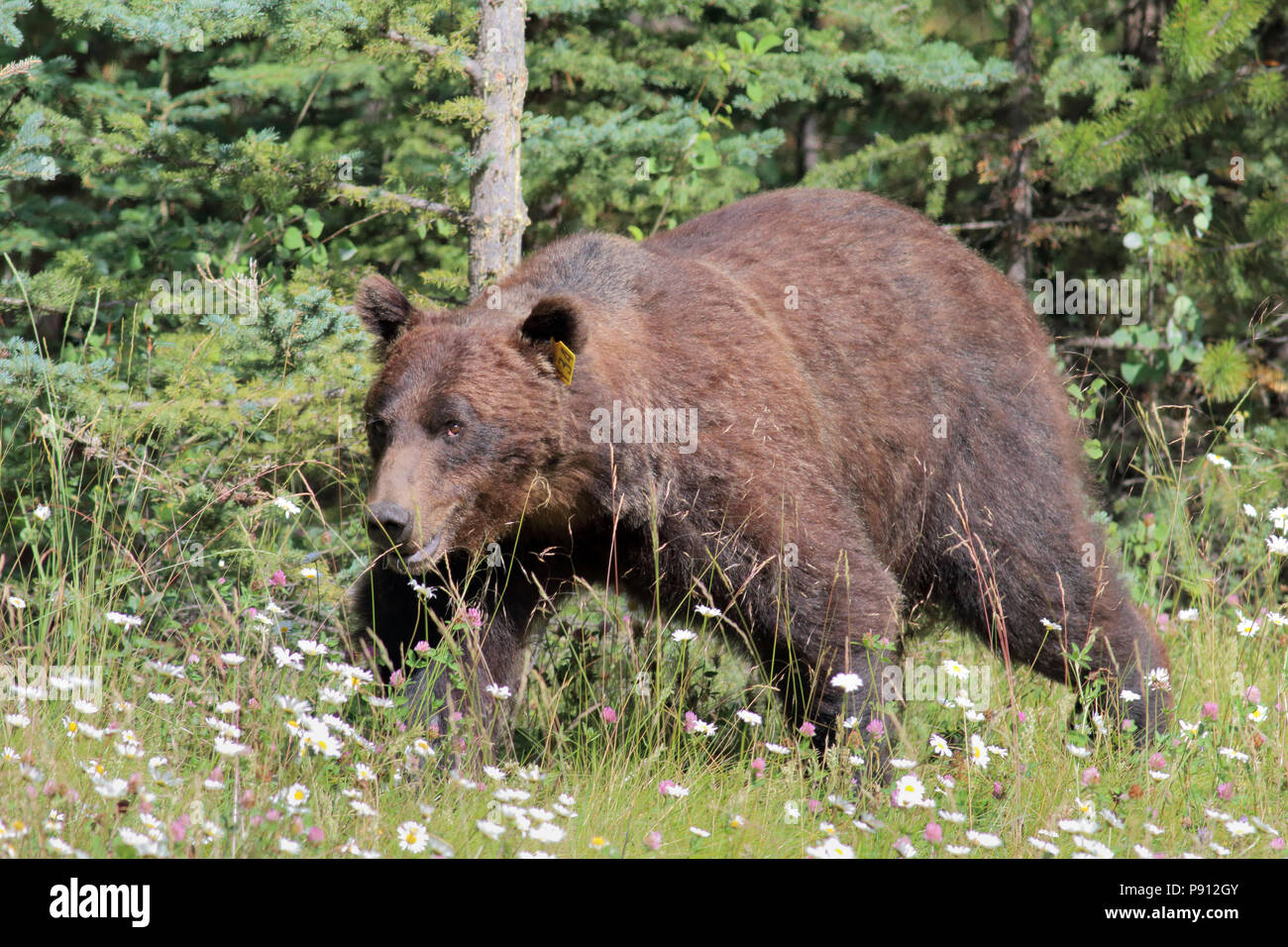 Grizzly Bear August 2nd, 2016 Banff National Park, Alberta, Canada ...