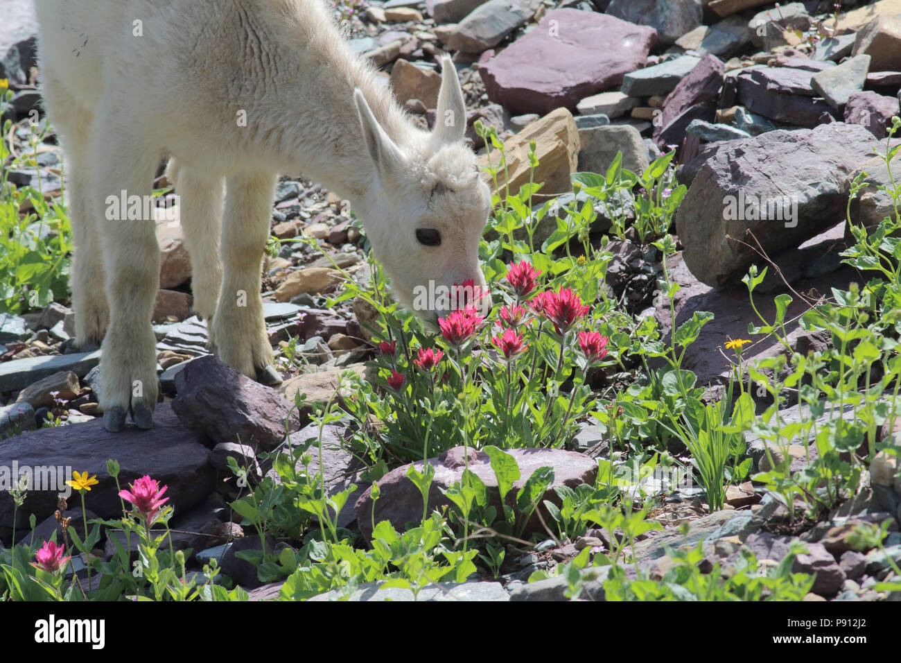 American mountain goat hi-res stock photography and images - Alamy