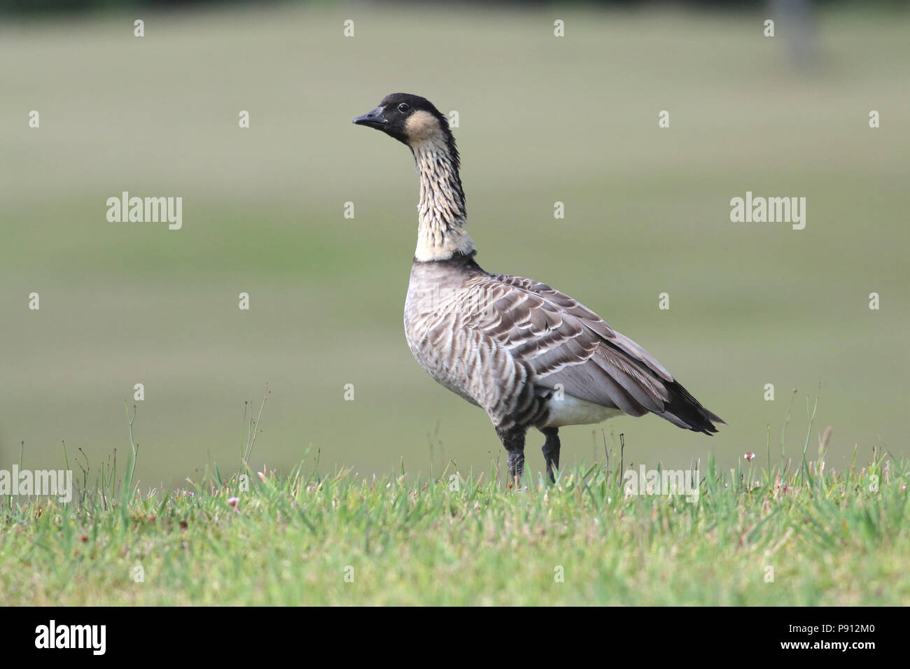 Hawaiian endangered bird species hi-res stock photography and images ...
