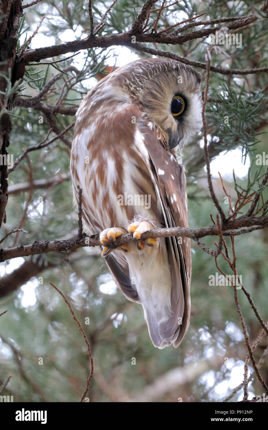 Red Cedar Tree Branch