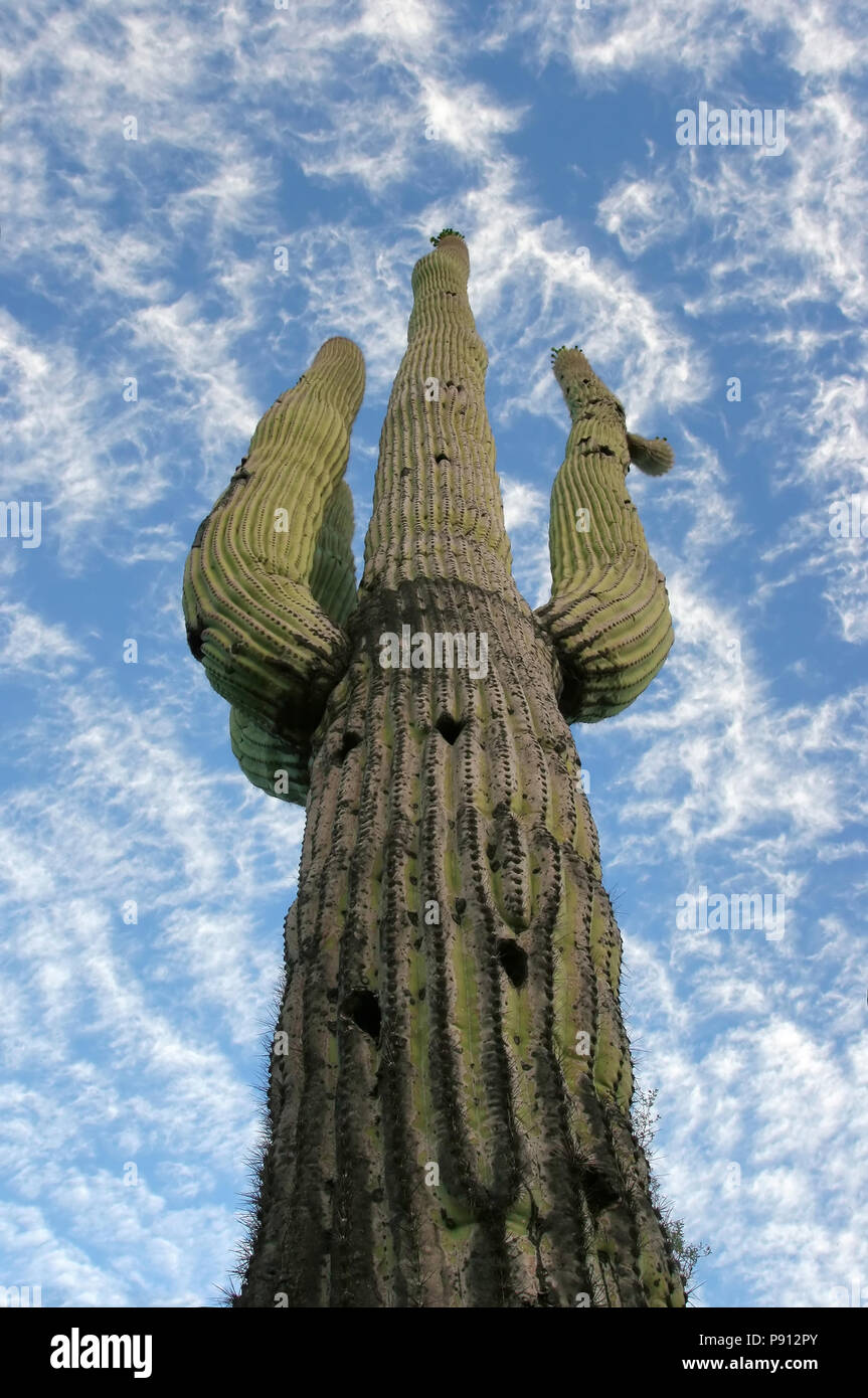 Massive cactus hi-res stock photography and images - Alamy