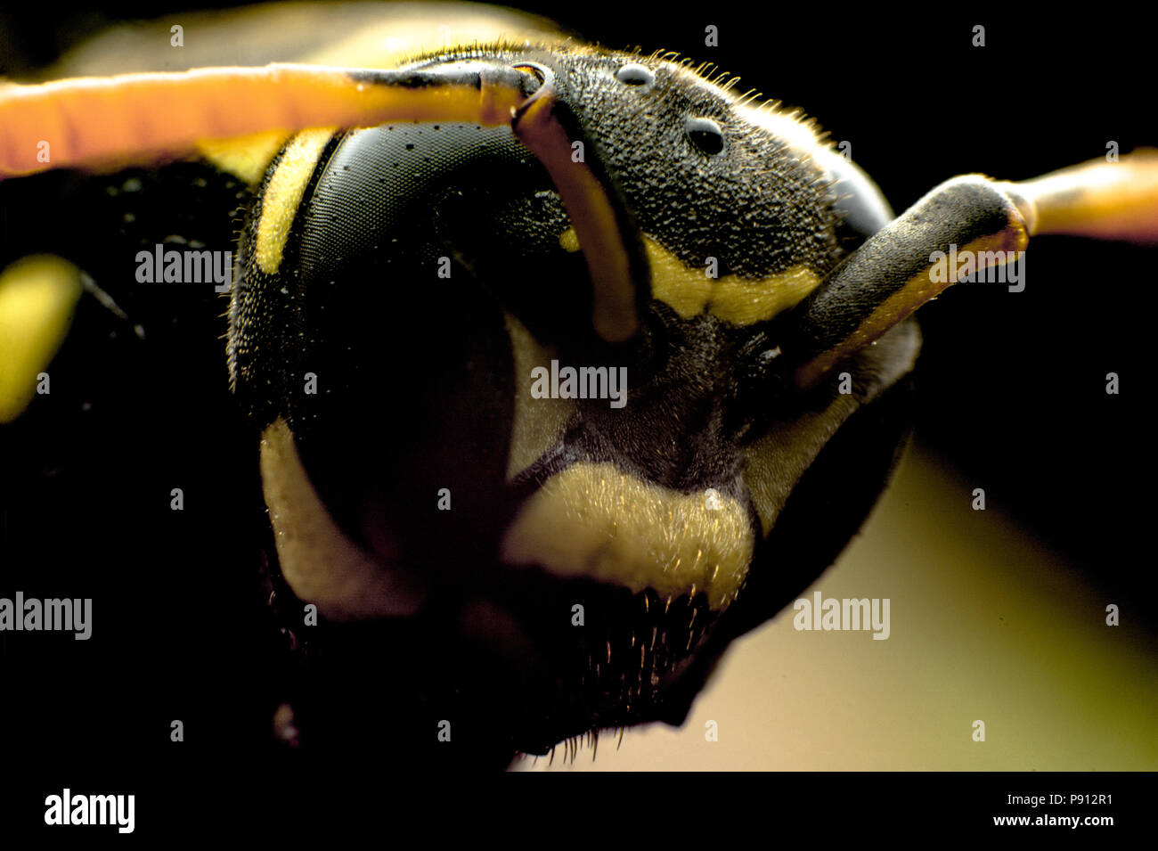 Micro insects hi-res stock photography and images - Alamy