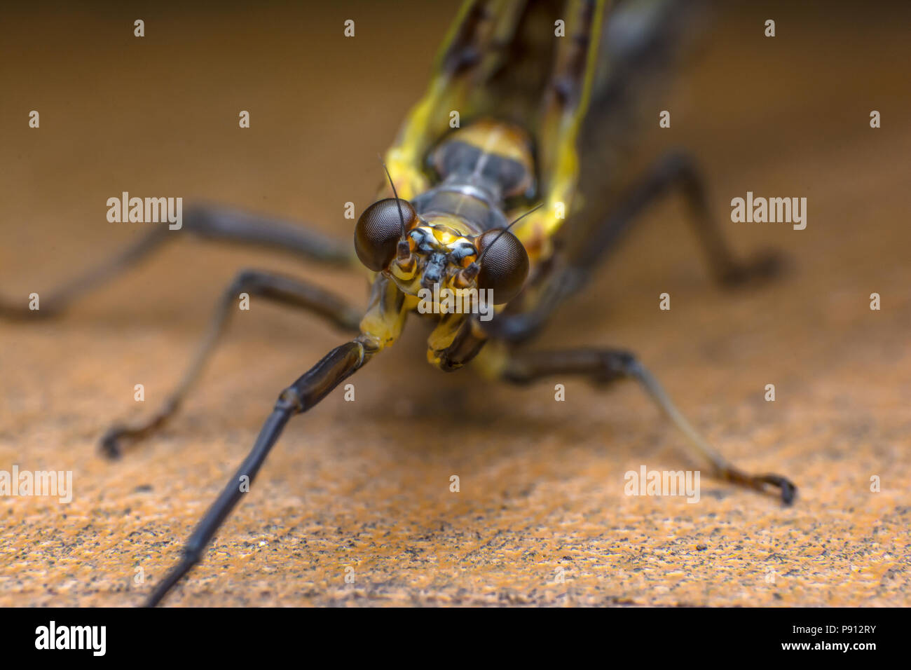 Micro insects hi-res stock photography and images - Alamy