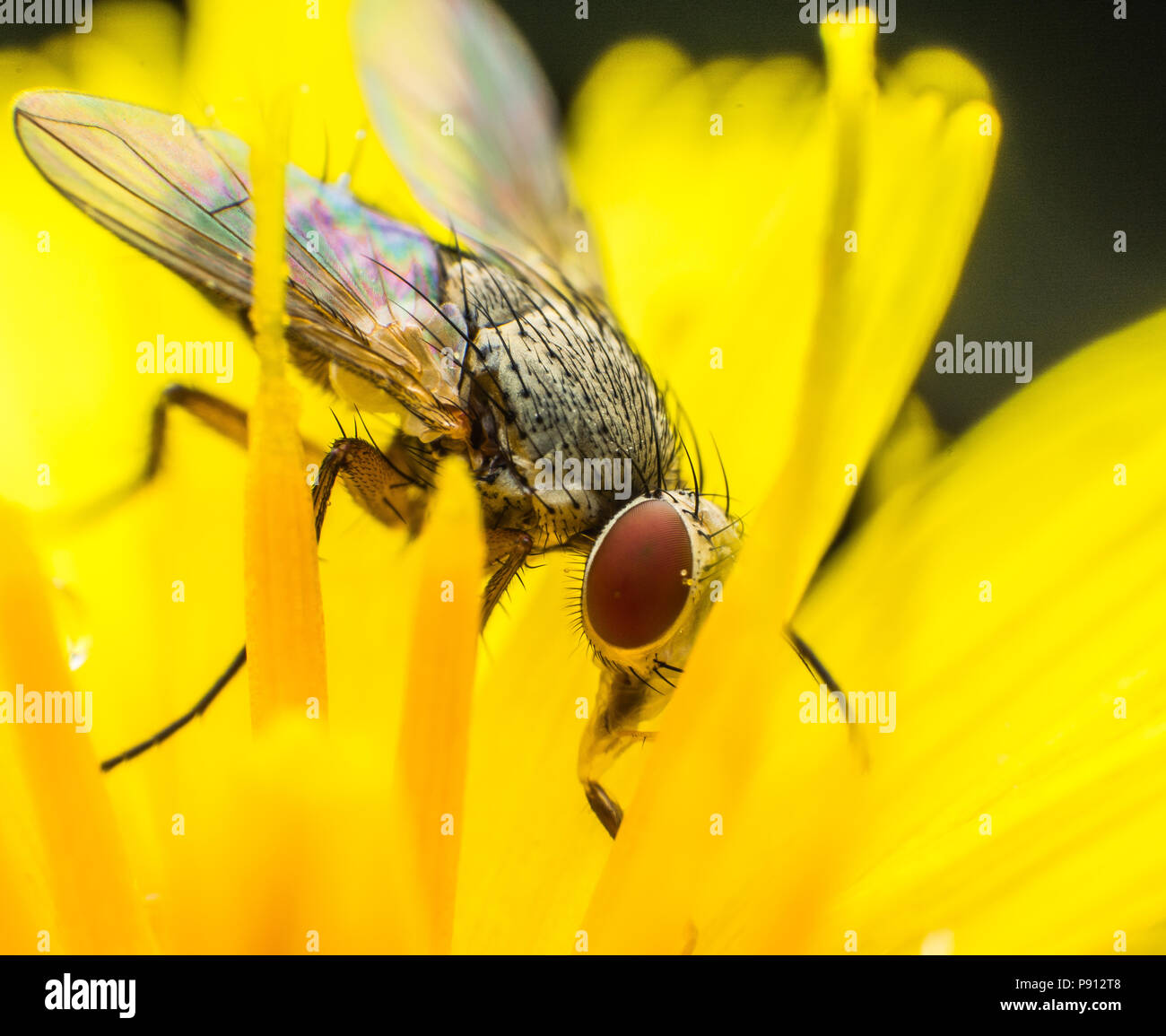 Micro insects hi-res stock photography and images - Alamy