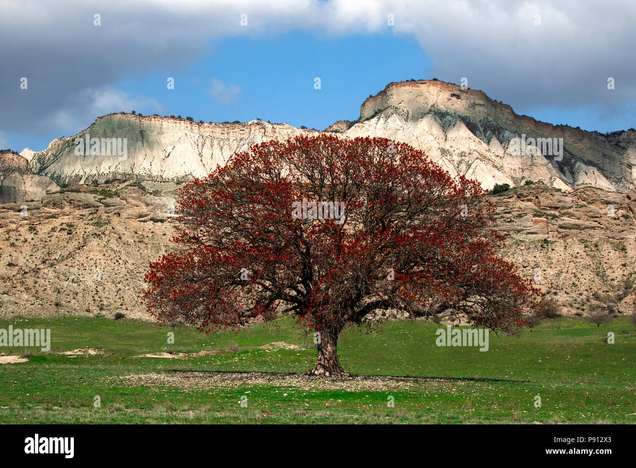 Landscape of tree only tree hi-res stock photography and images - Alamy