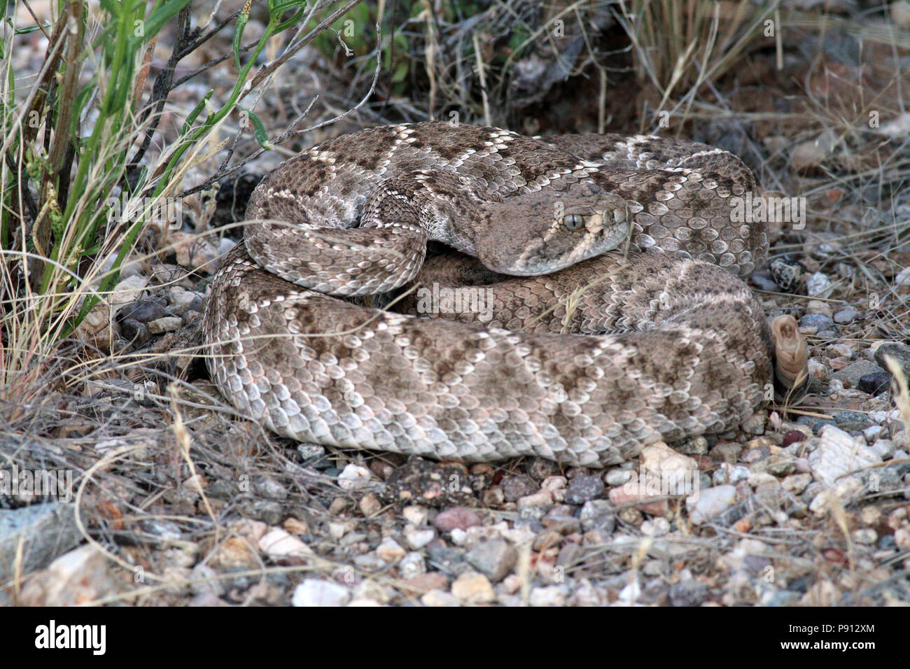 Western Diamondback Rattlesnake April 18th, 2014 Saguaro National Park ...