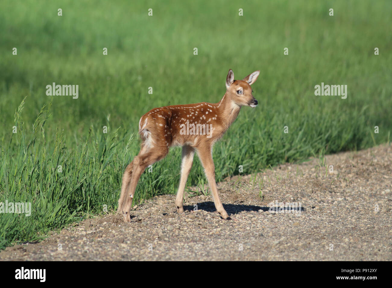 White-tailed Deer Fawn May 30th, 2015 Lake County, north of Madison, SD ...