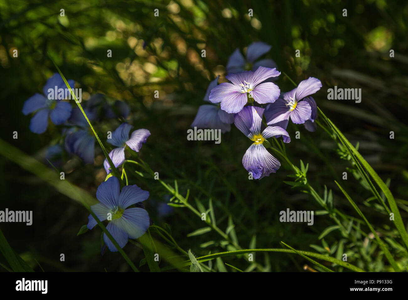 Dim light background hi-res stock photography and images - Alamy
