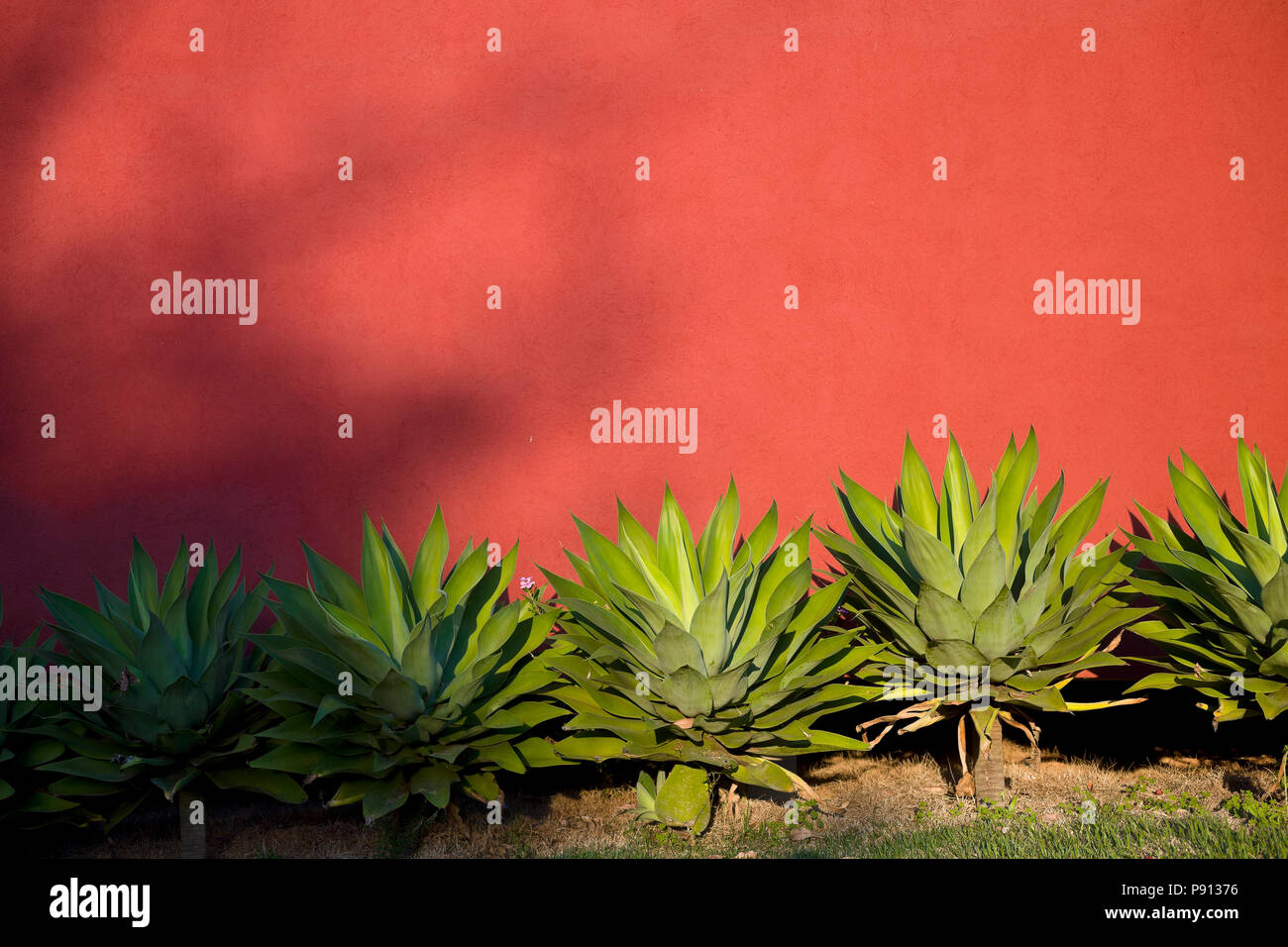 Brazilan hi-res stock photography and images - Alamy