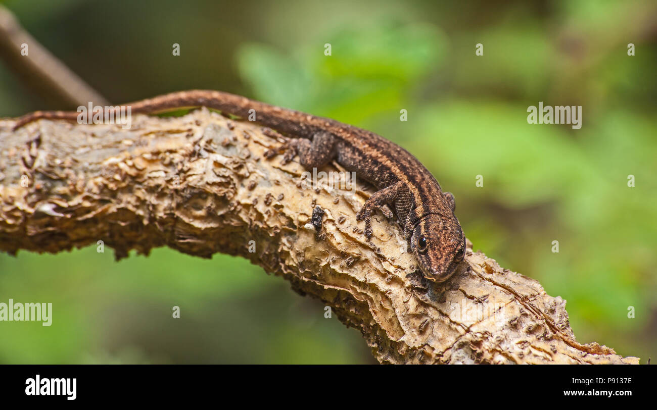 Dwarf gecko hi-res stock photography and images - Alamy