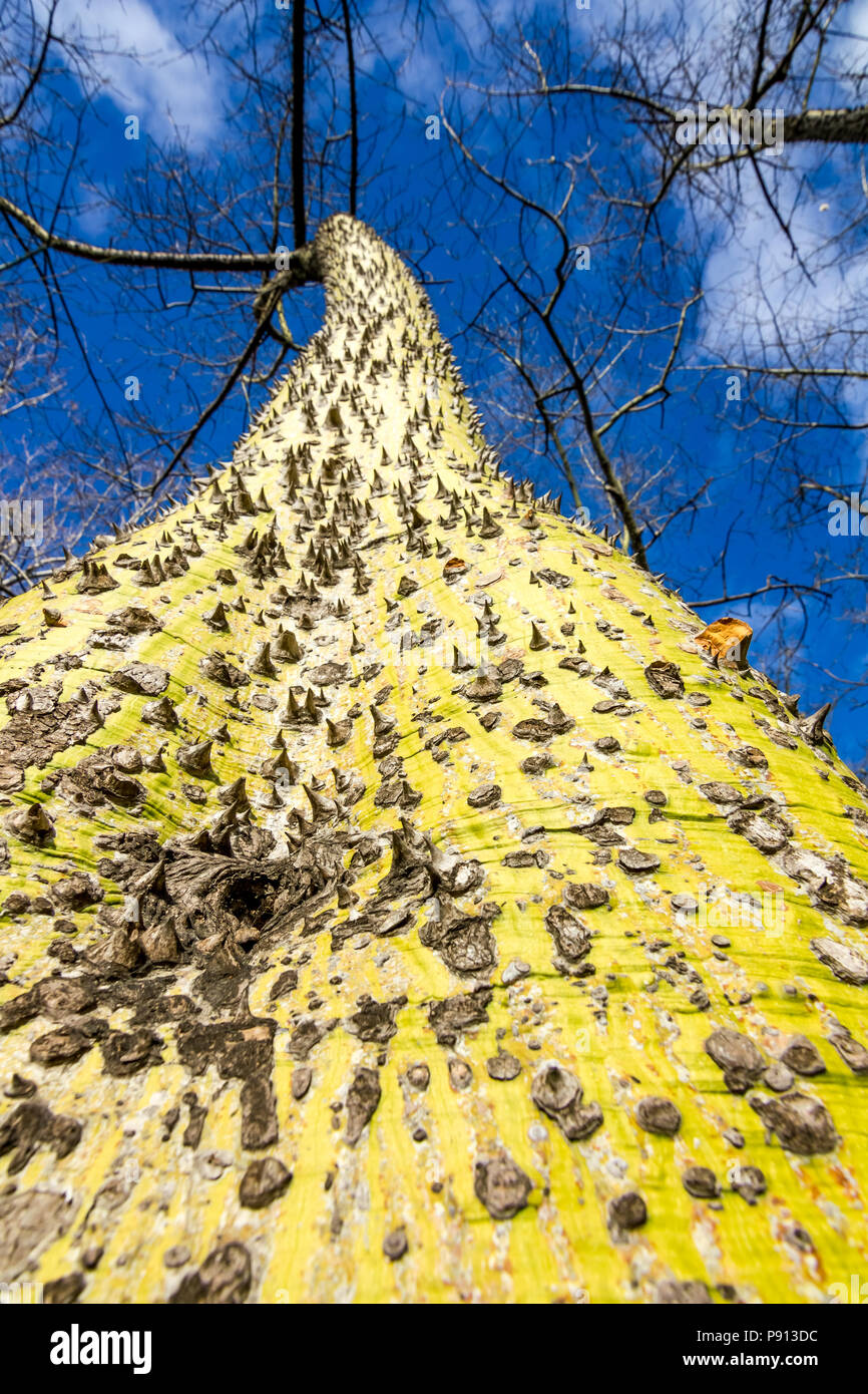 Ceiba tree ceiba pentandra hi-res stock photography and images - Alamy