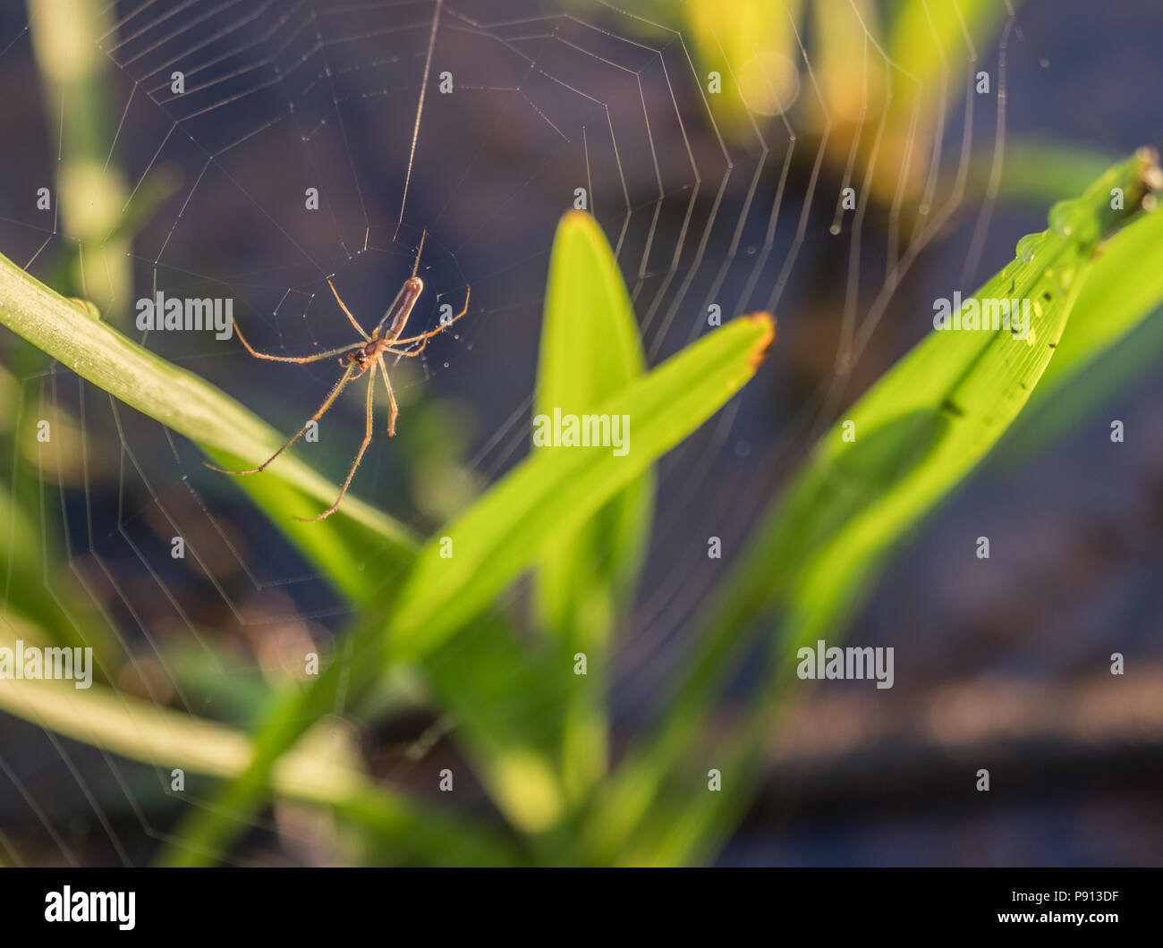 Spider web in the background of the sunrise. Spring landscape Stock ...
