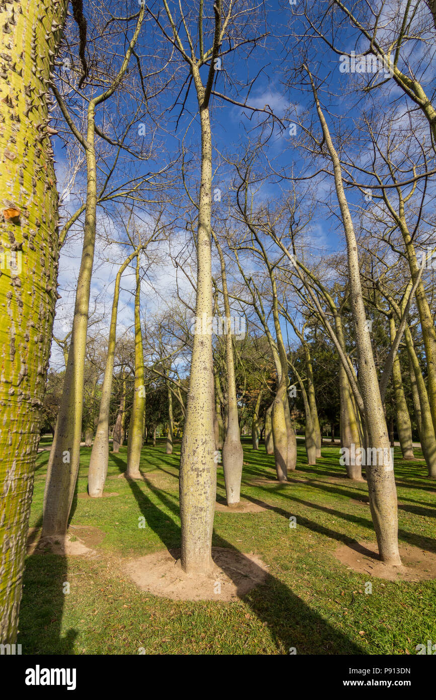Tropical tree hi-res stock photography and images - Alamy