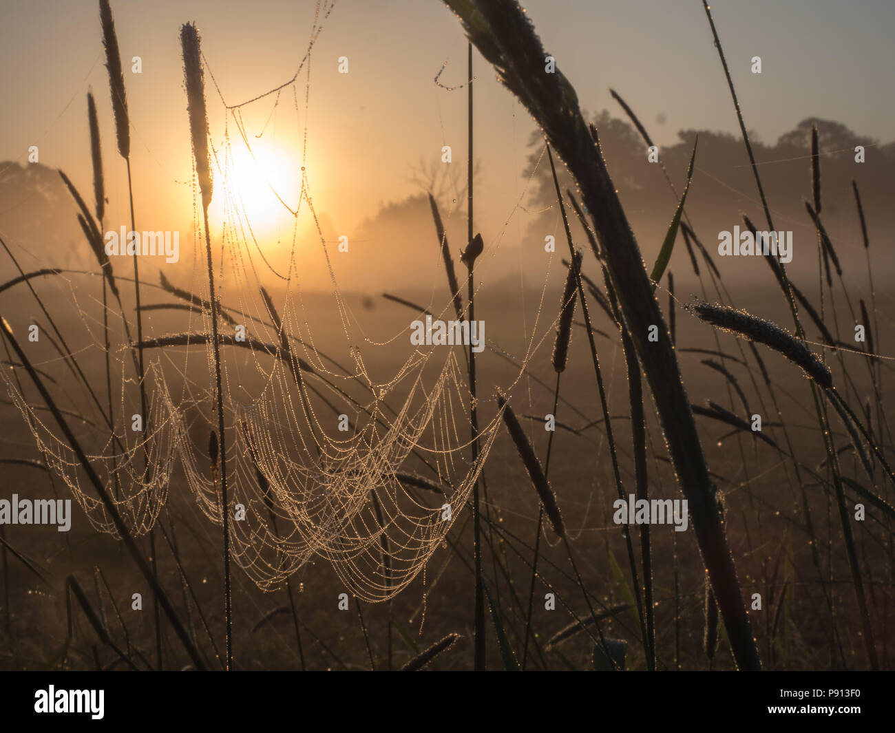 Lovely spider hi-res stock photography and images - Alamy