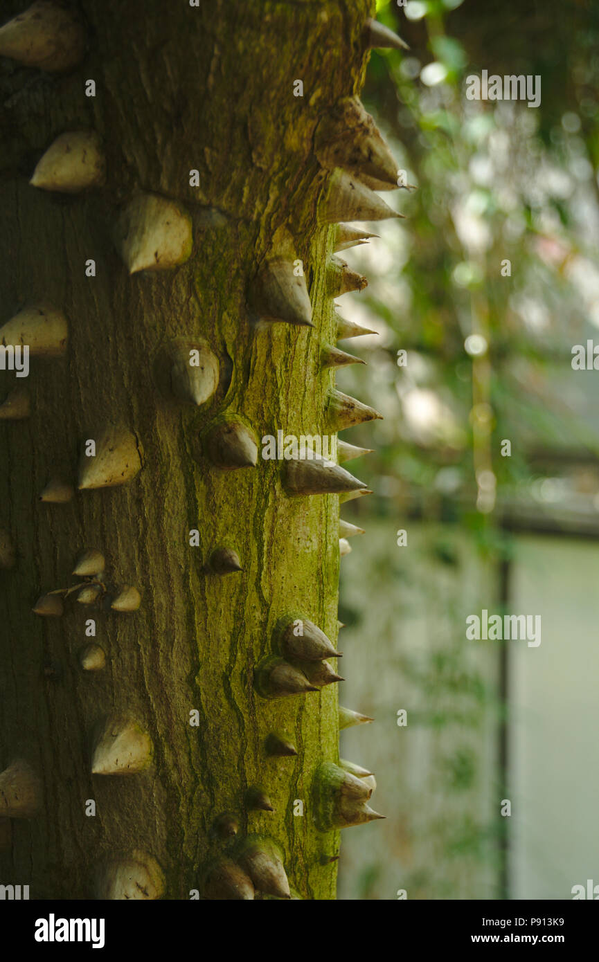 Sandbox tree hi-res stock photography and images - Alamy