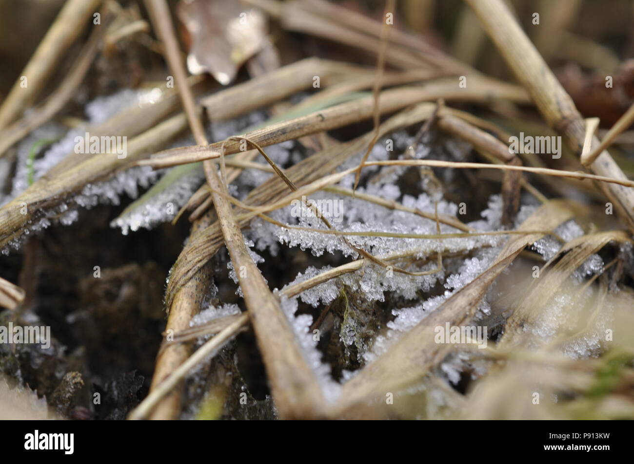 Ice crystals on grasses hi-res stock photography and images - Alamy