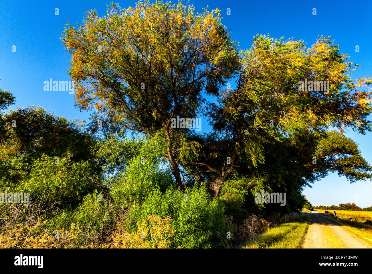 Quercus Phellos Tree