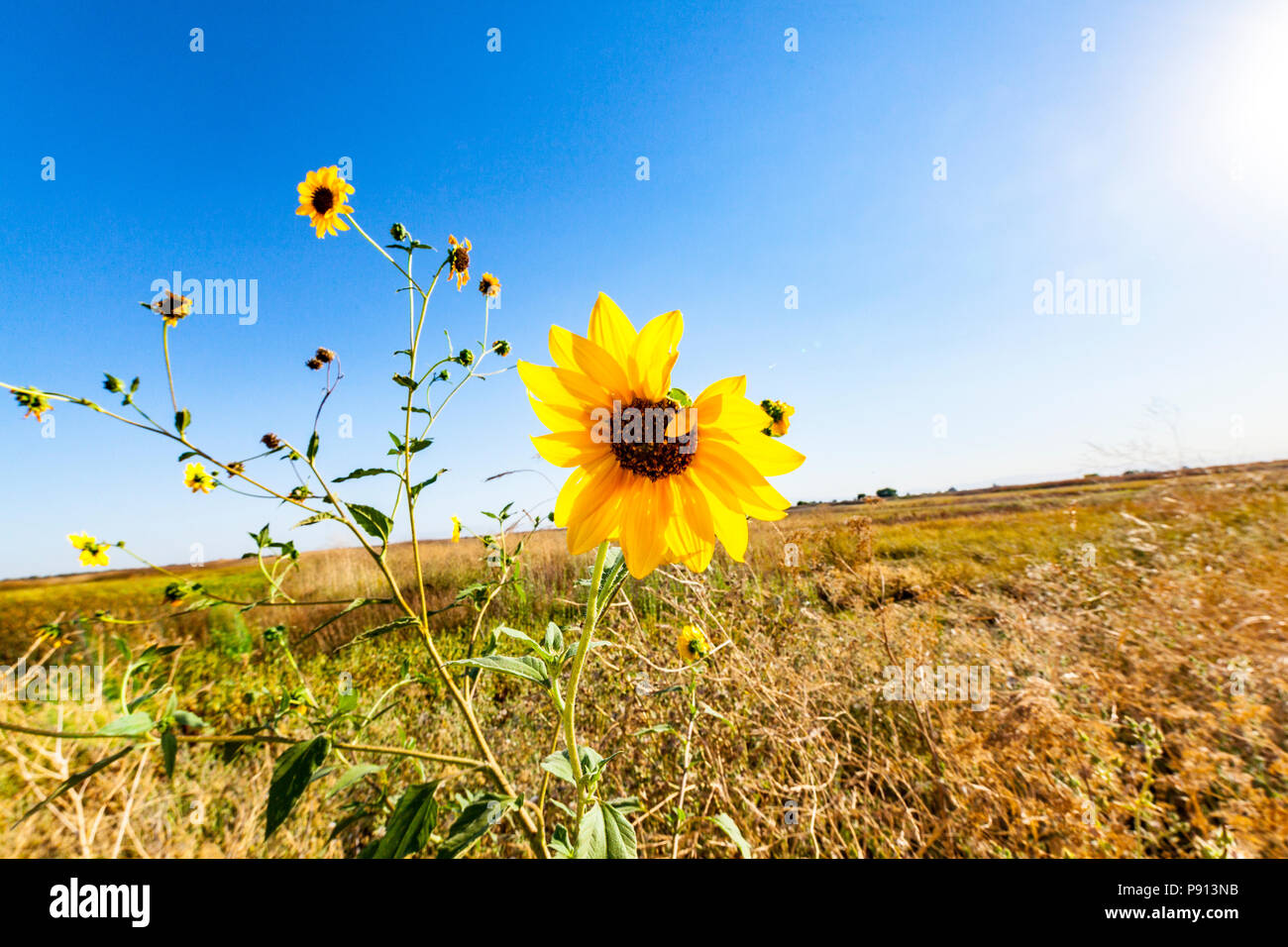 Helianthus californicus hi-res stock photography and images - Alamy